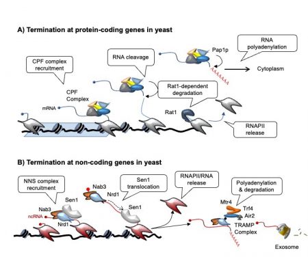 Mechanisms of genome expression and integrity – IGMM