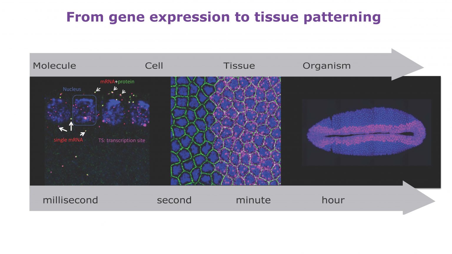 Regulation of gene expression during development – IGMM