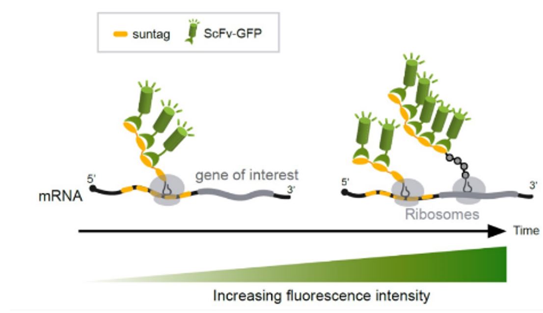 Regulation of gene expression during development – IGMM