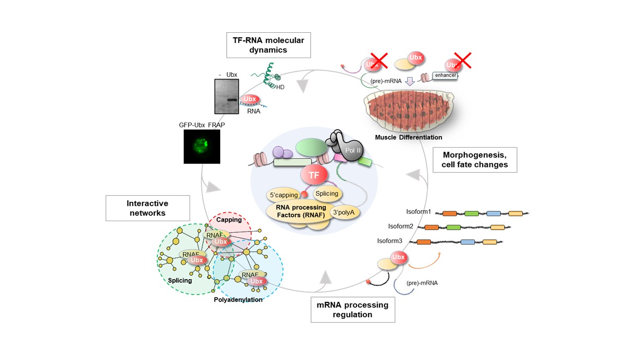 Integrative RNA networks in development – IGMM
