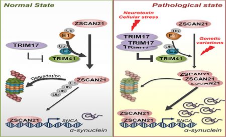 Identification of a pathway regulating α-synuclein expression that ...