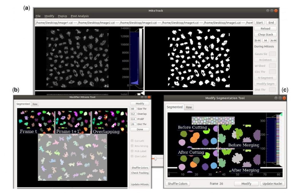 MitoTrack, a user-friendly semi-automatic software for lineage tracking ...