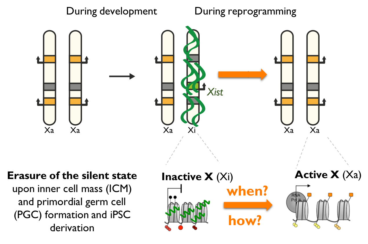 Epigenetic Reprogramming and Mammalian Development – IGMM