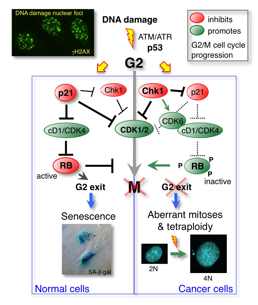 P21 inhibe les kinases associées à l’oncoprotéine cycline D1 pour prévenir l’instabilité ...