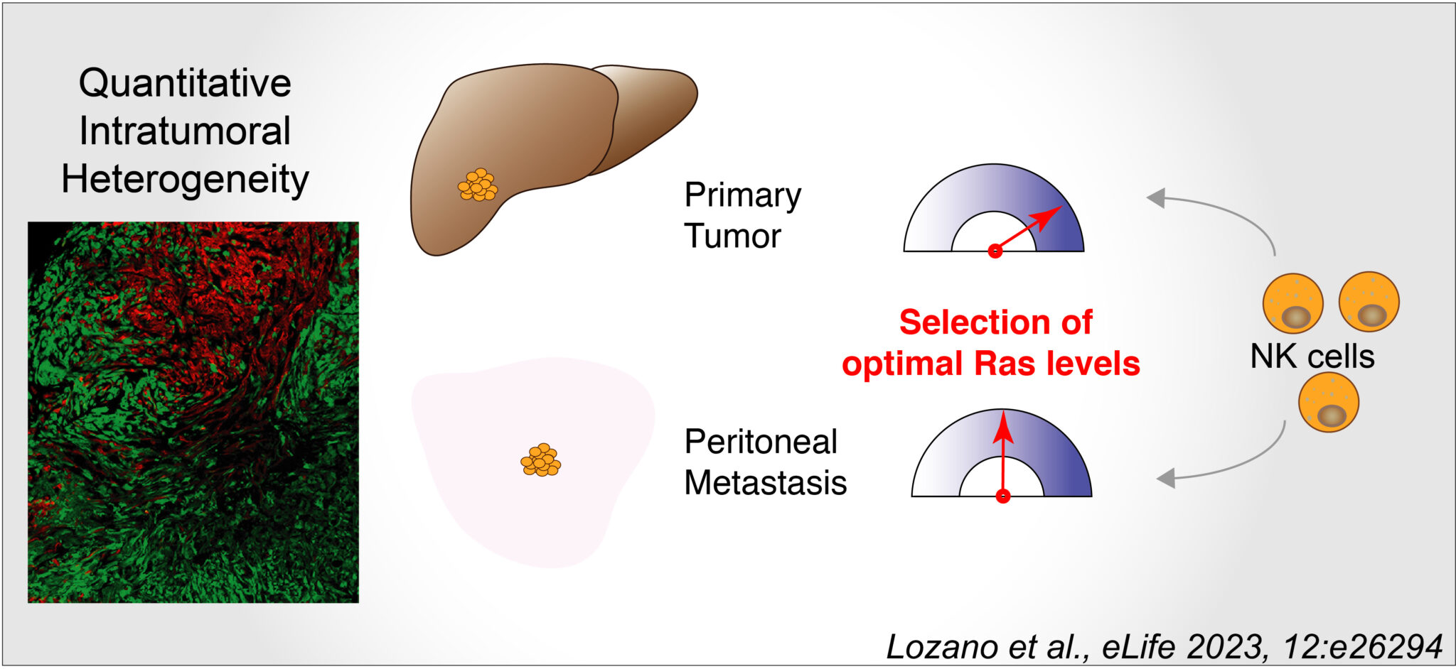Distinct optimal Ras levels are selected in primary tumor and ...