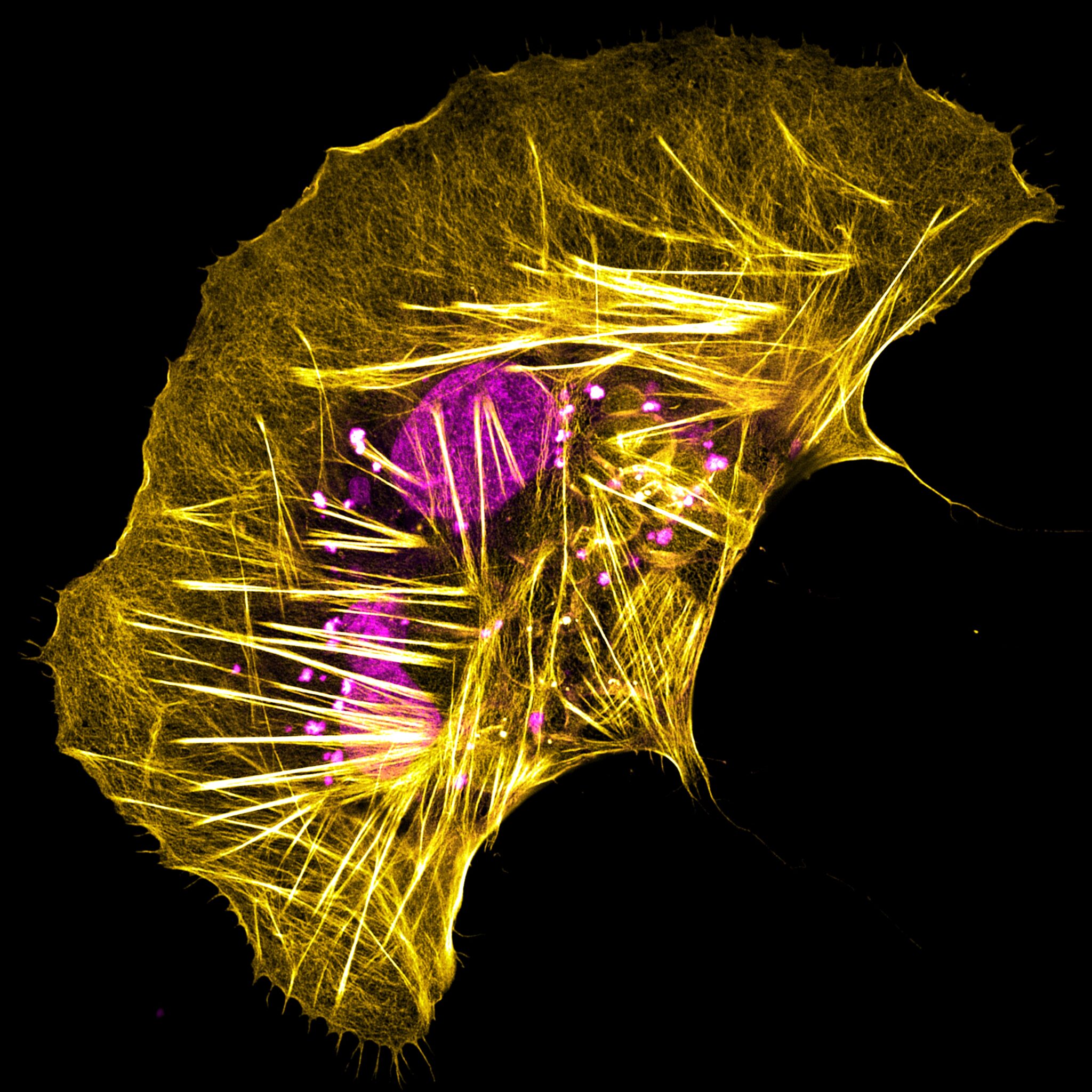 Interview dans The Scientist – IGMM